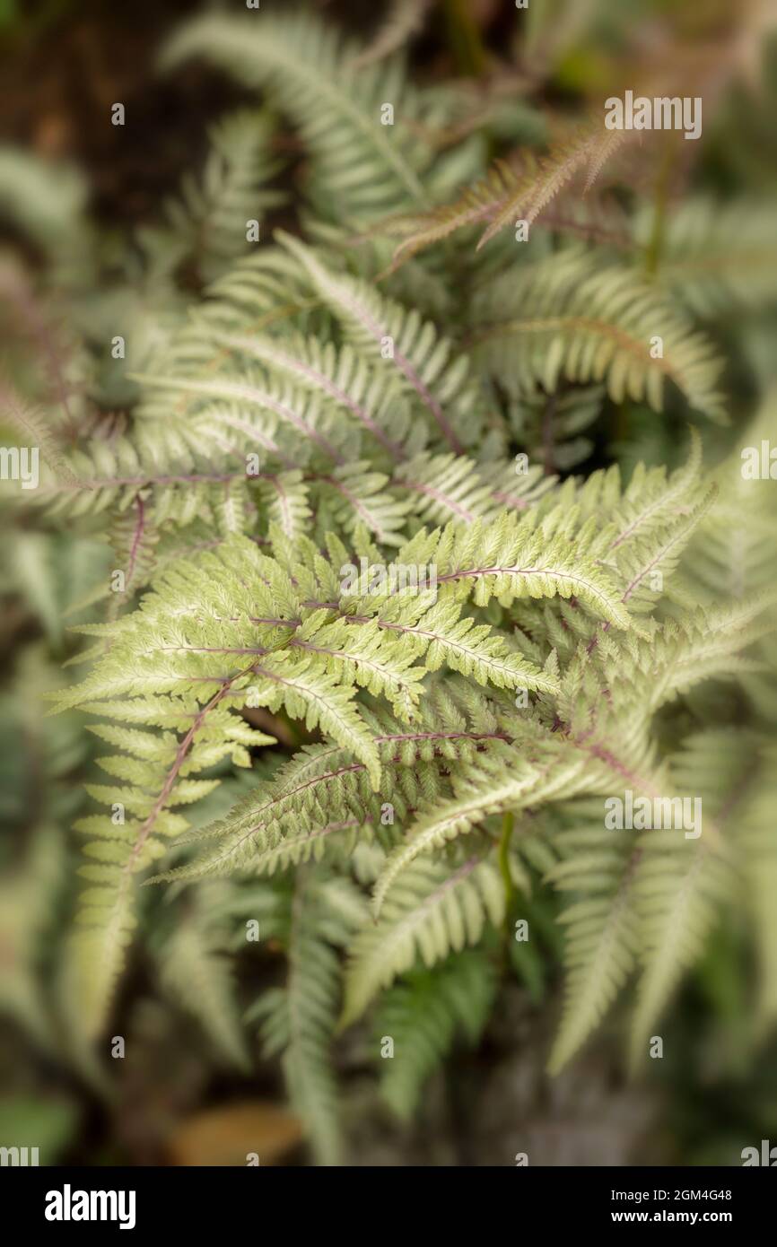 Interesting Athyrium ‘Ghost’, lady fern ‘Ghost', Athyrium filix-femina ...