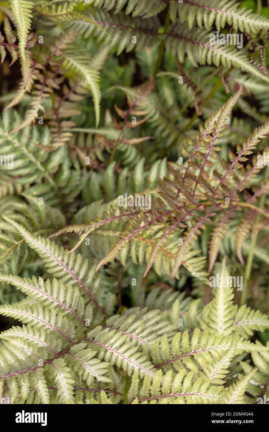 Pinnate to tripinnate fronds hi-res stock photography and images - Alamy