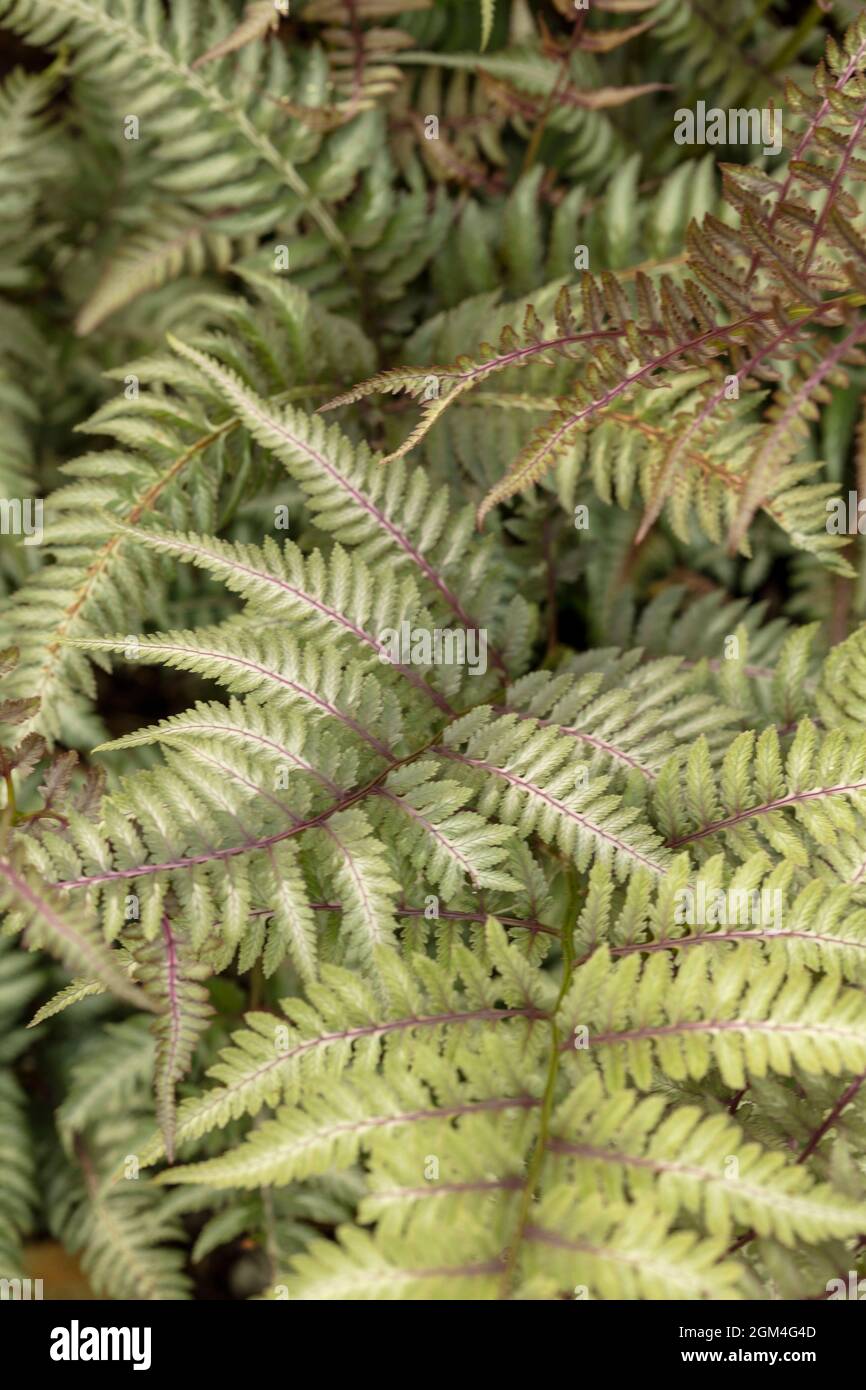Lady fern ghost hi-res stock photography and images - Alamy