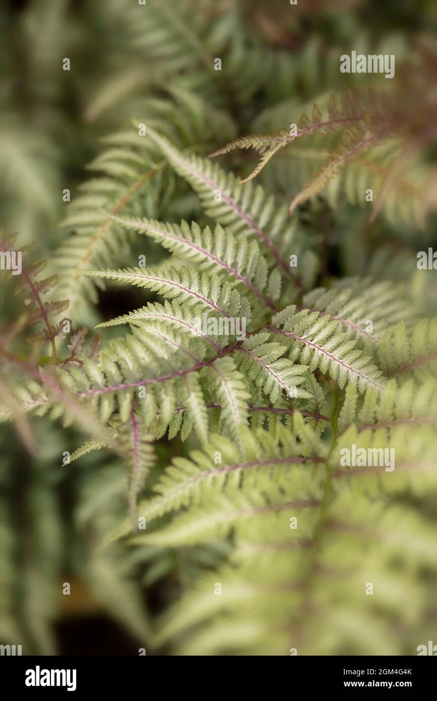 Interesting Athyrium ‘Ghost’, lady fern ‘Ghost', Athyrium filix-femina ...