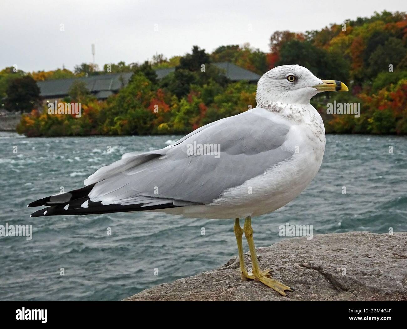 Imperturbable Canadian seagull (Ring-billed gull). This seagull was ...
