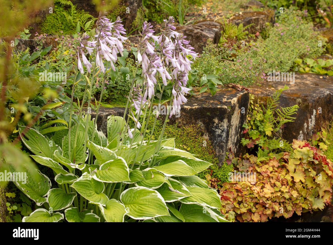 Beautiful Hosta 'Francee' (fortunei), plantain lily ‘Francee' flower ...