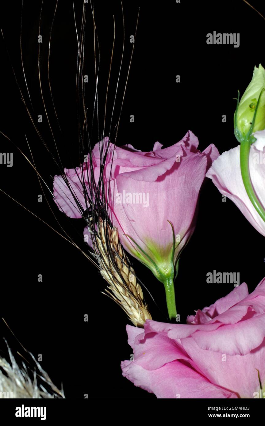 Lisianthus flower hi-res stock photography and images - Alamy