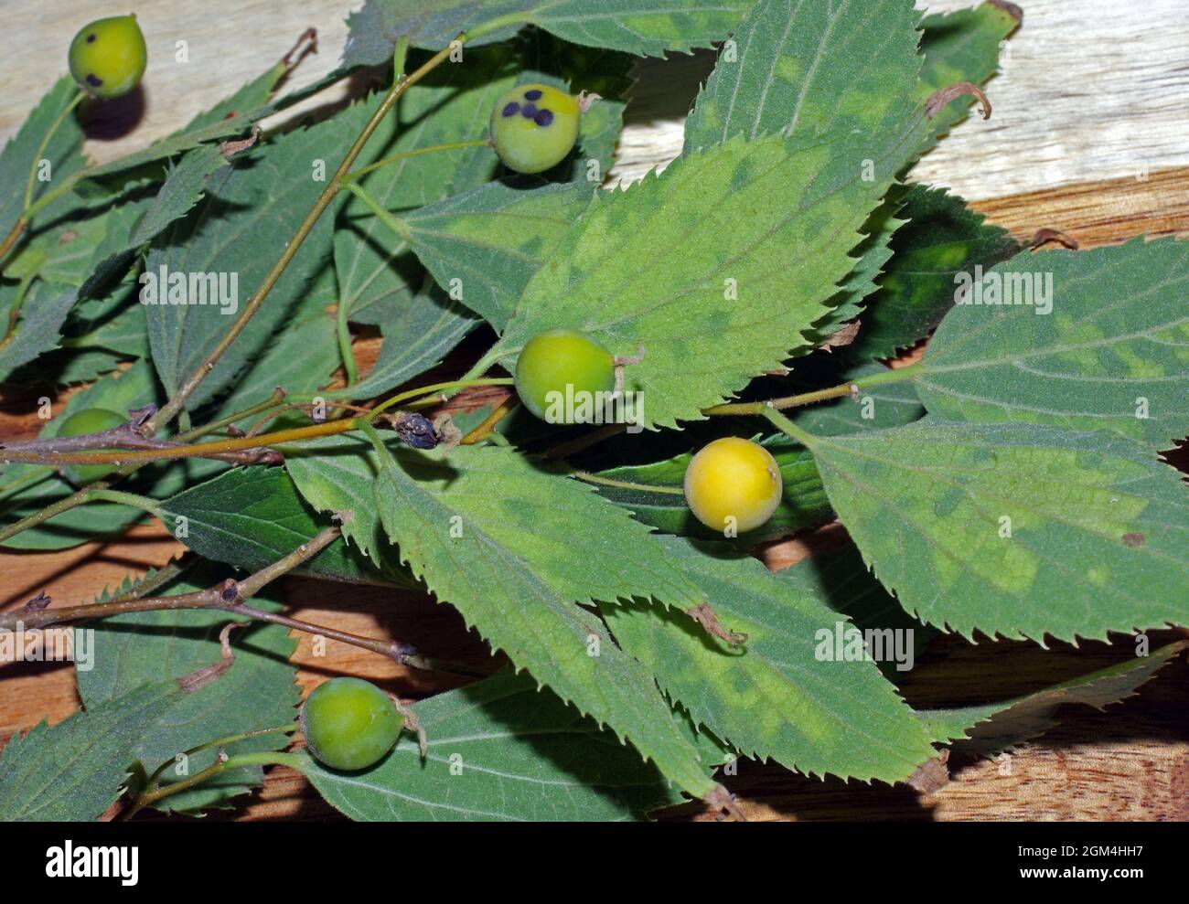 Berries of nettle tree (celtis australis) close-up Stock Photo - Alamy