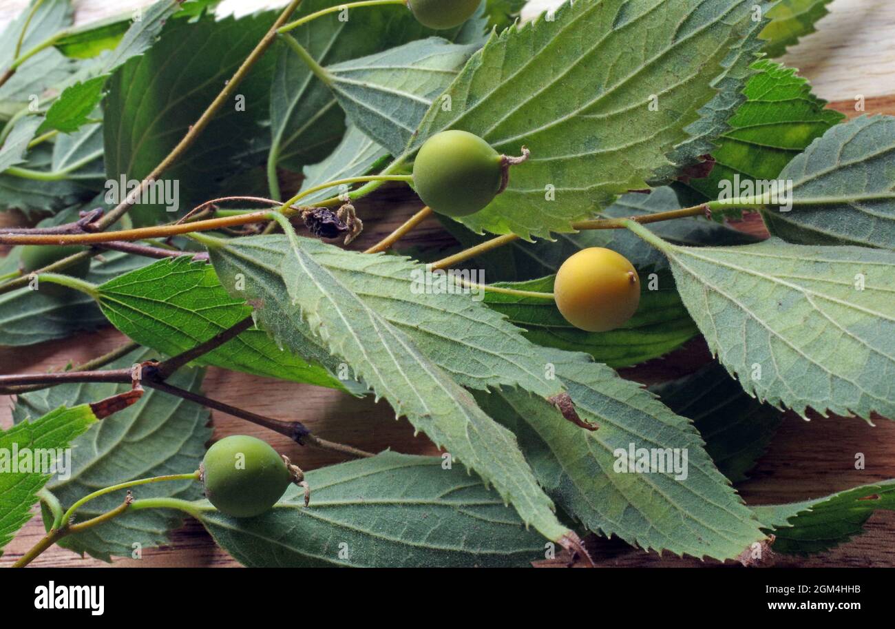 Berries of nettle tree (celtis australis) close-up Stock Photo - Alamy