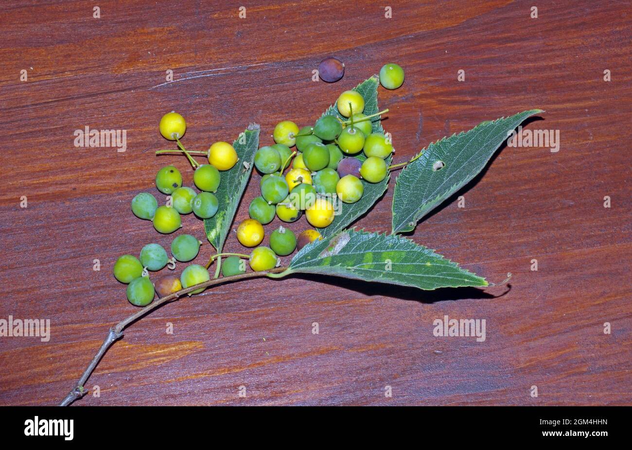 Nettle tree hi-res stock photography and images - Alamy