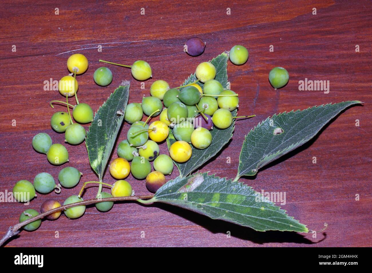 Nettle tree hi-res stock photography and images - Alamy