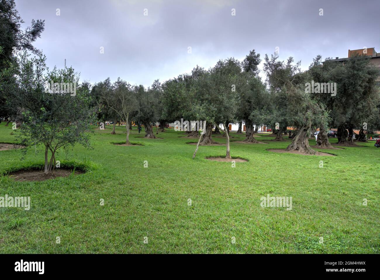 Bosque de lima hi-res stock photography and images - Alamy