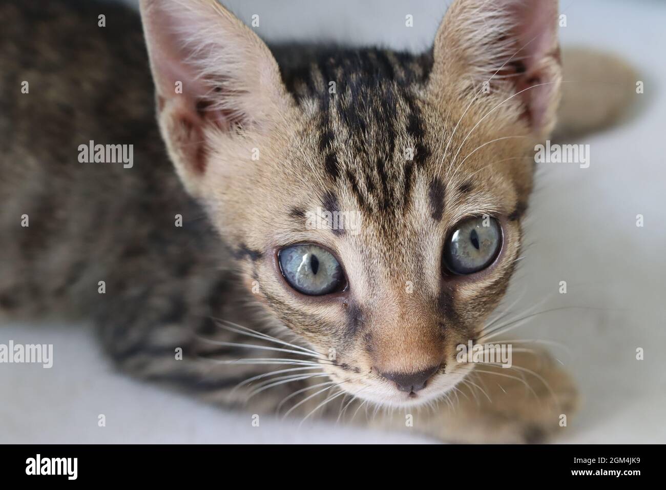 Adorable little domestic kitten Stock Photo - Alamy