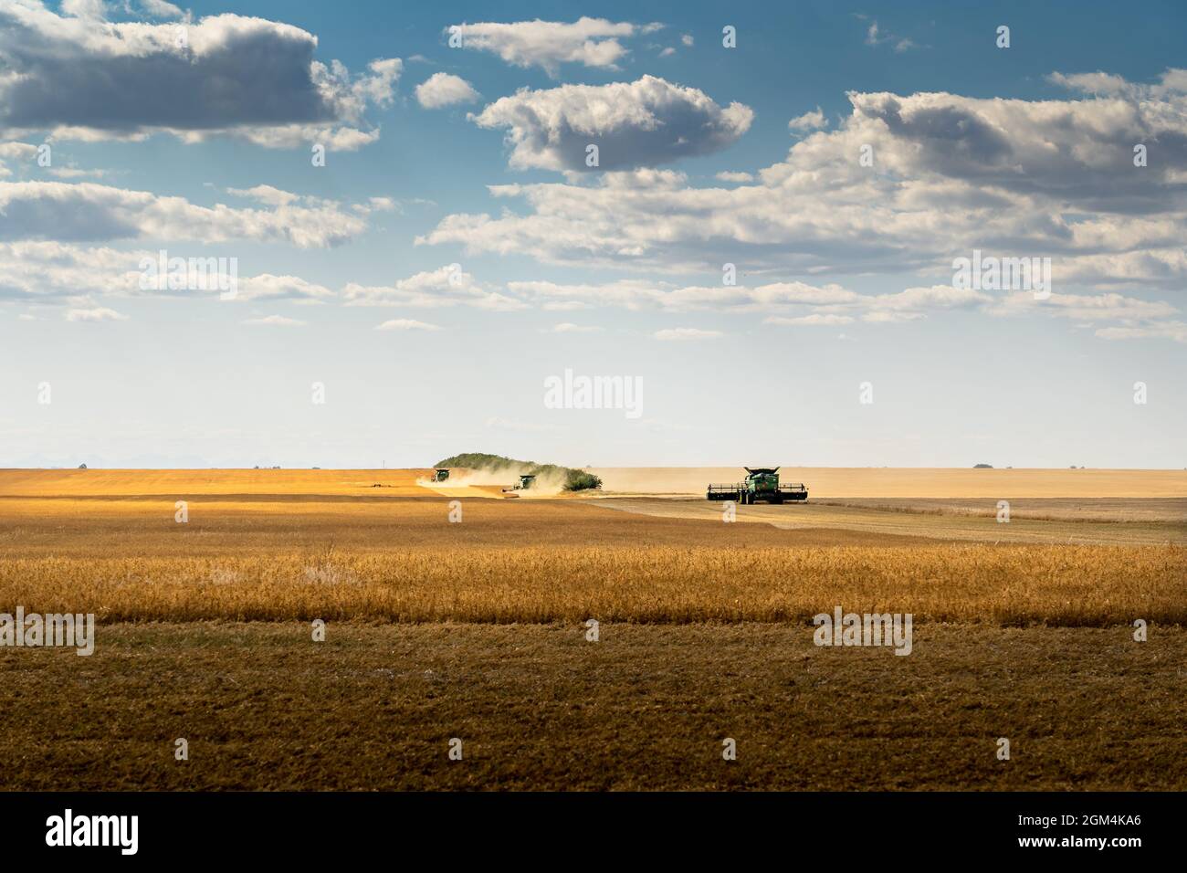 Wheat field prairies alberta hi-res stock photography and images - Alamy