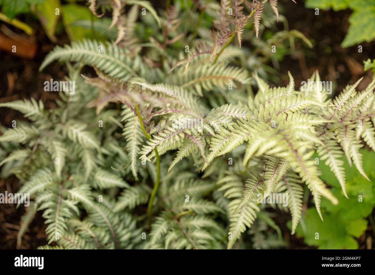 Interesting Athyrium ‘Ghost’, lady fern ‘Ghost', Athyrium filix-femina ...