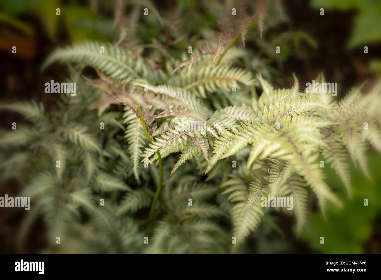 Lady fern ghost hi-res stock photography and images - Alamy