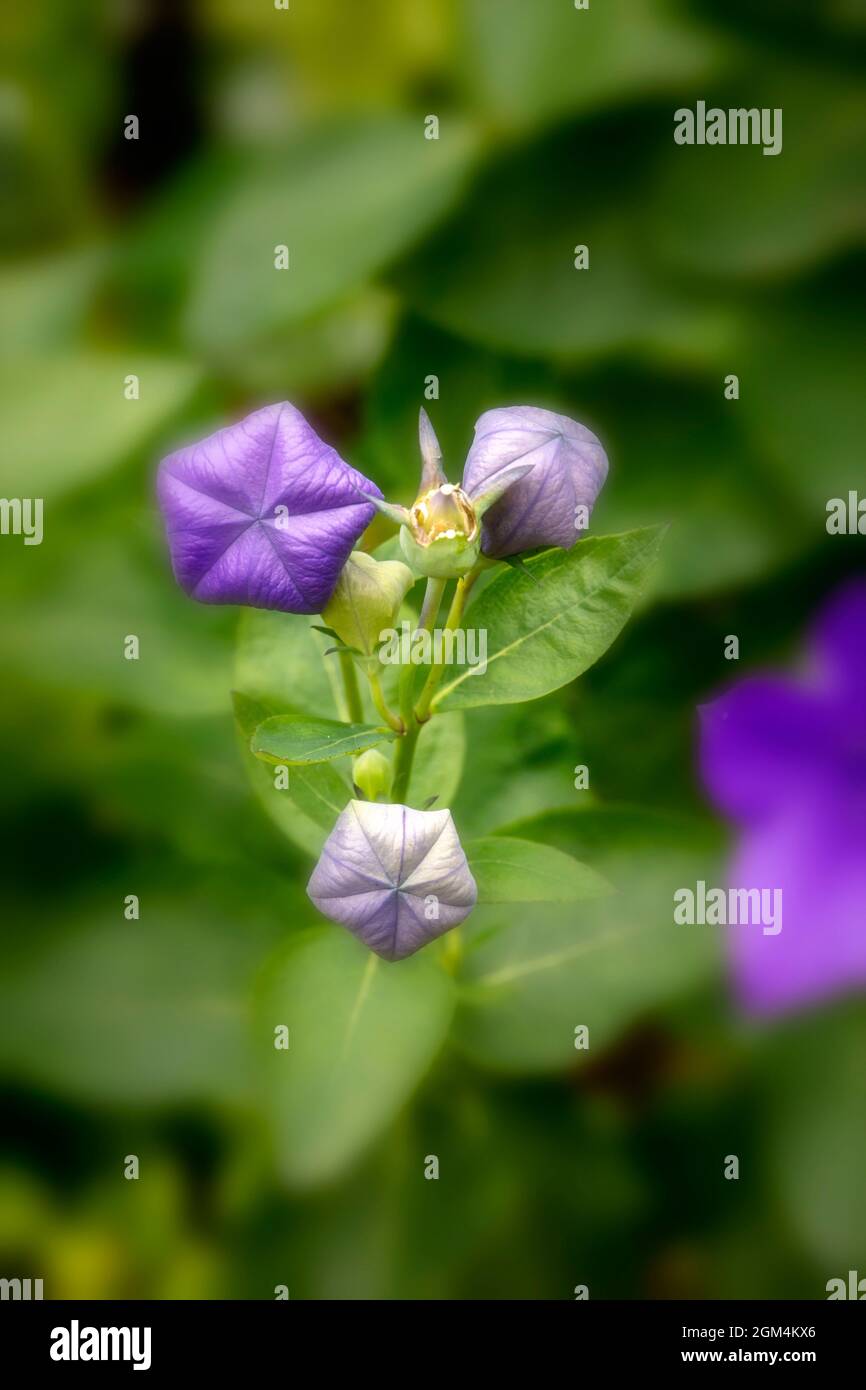 Balloon flower root tea hi-res stock photography and images - Alamy