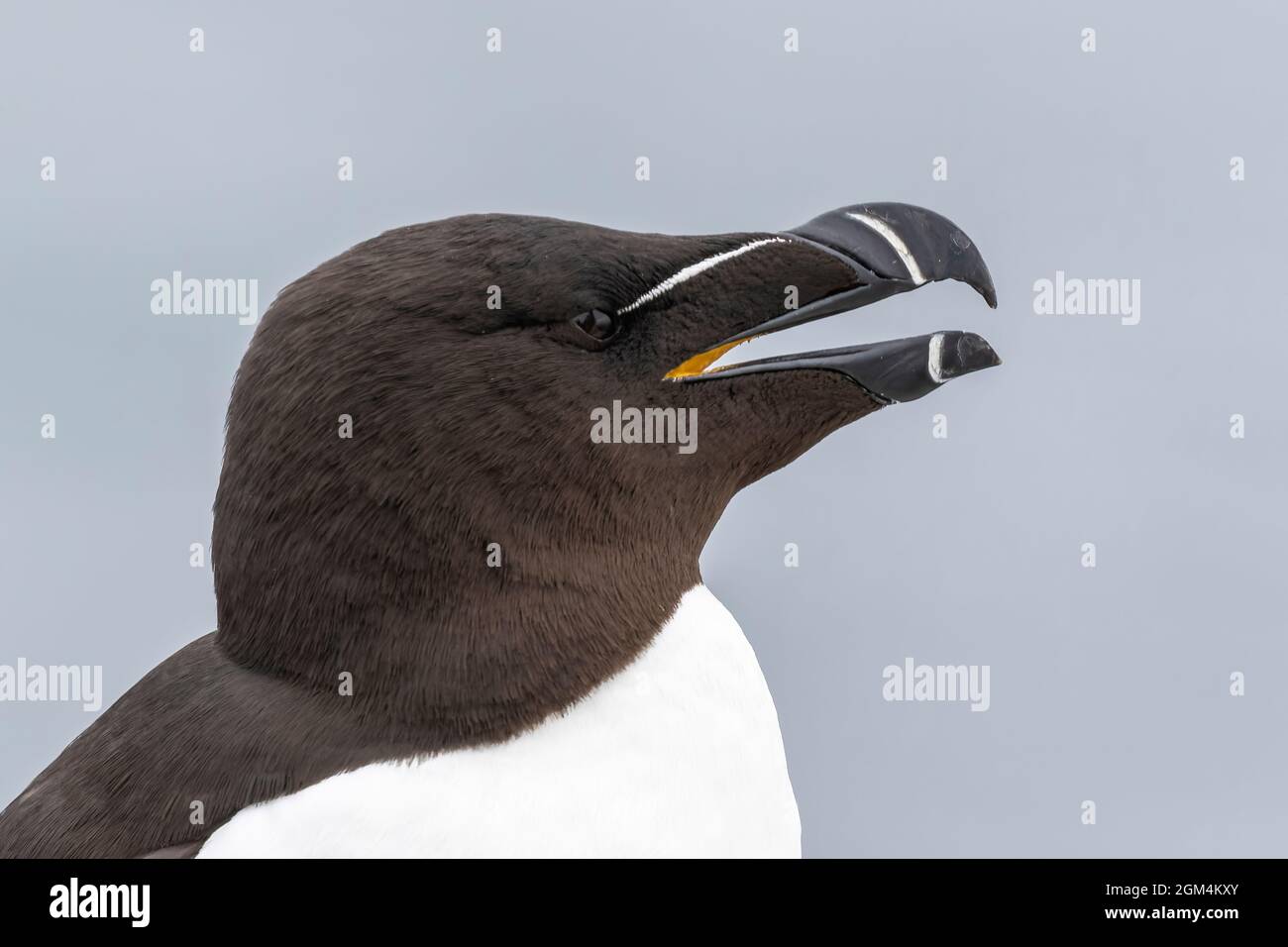 razorbill, Alca torda, close up of head of single bird, Farne Isles ...