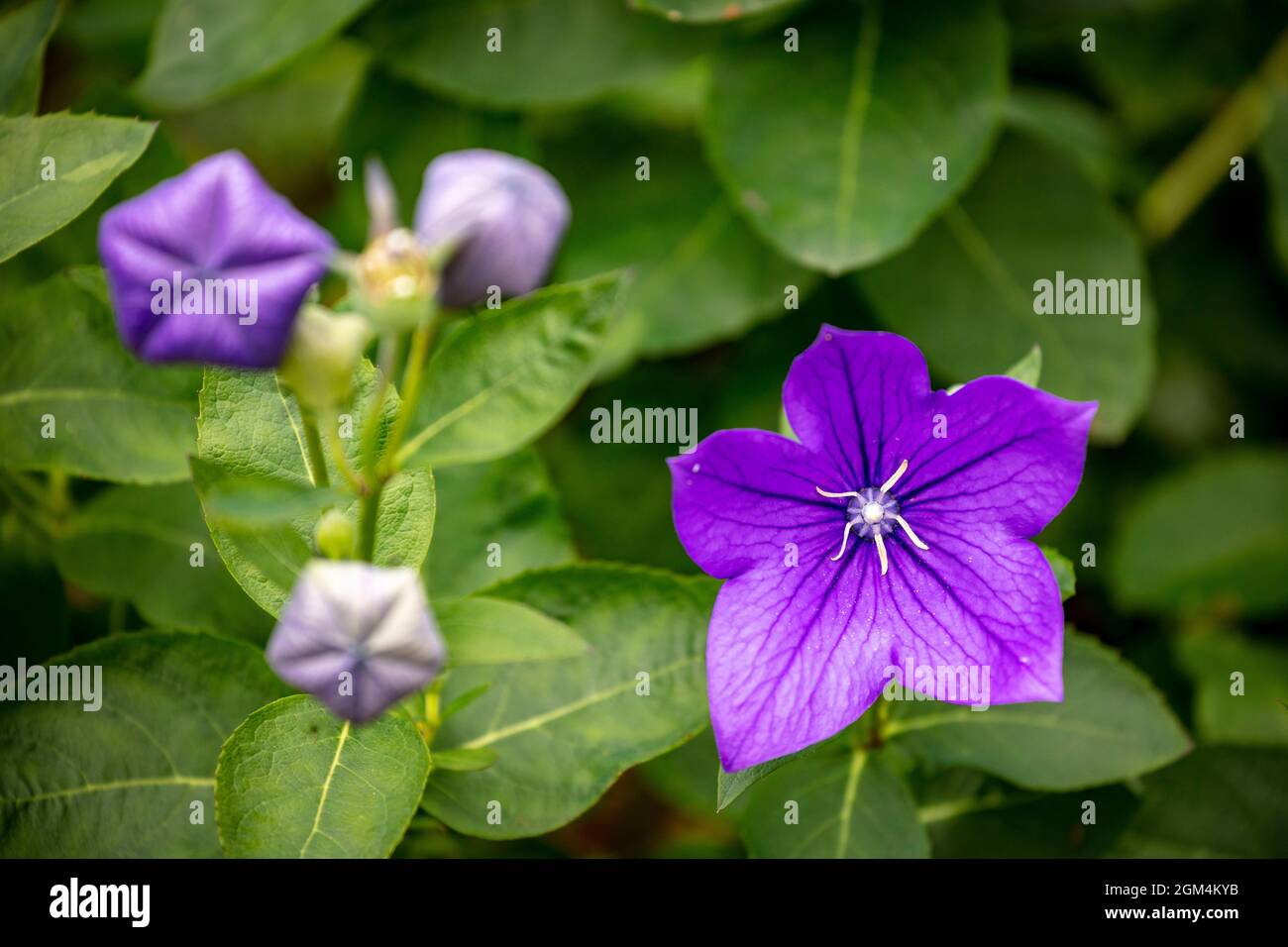 Balloon flower root tea hi-res stock photography and images - Alamy