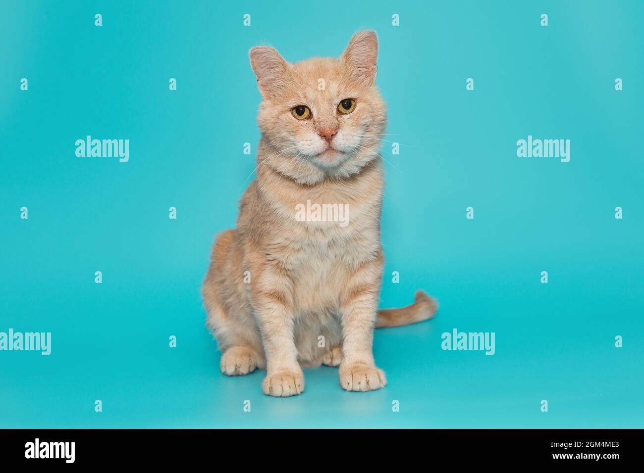 Funny serious sad cat hi-res stock photography and images - Alamy