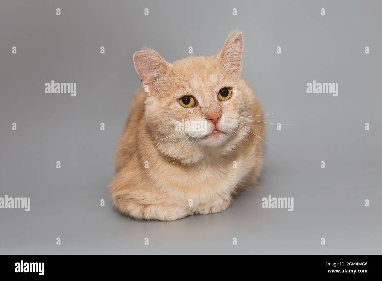 Big red cat lies and looks with serious eyes, on a gray background ...