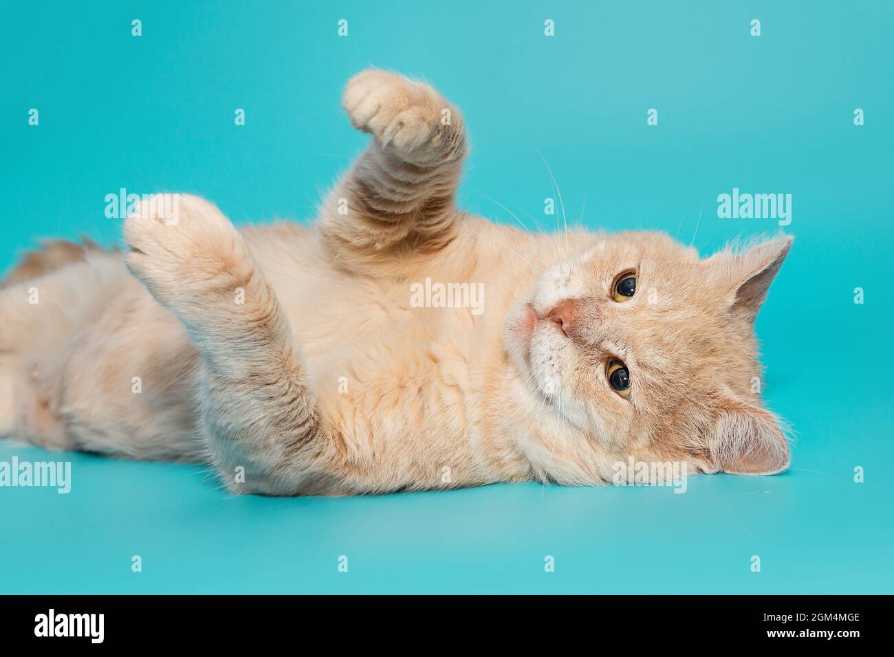 Serious red cat on hi-res stock photography and images - Alamy