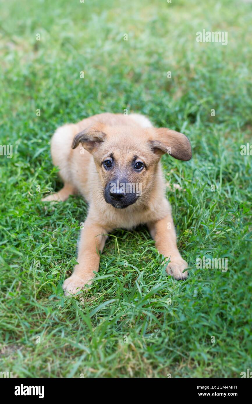 Small sad puppy is lying on the grass Stock Photo - Alamy