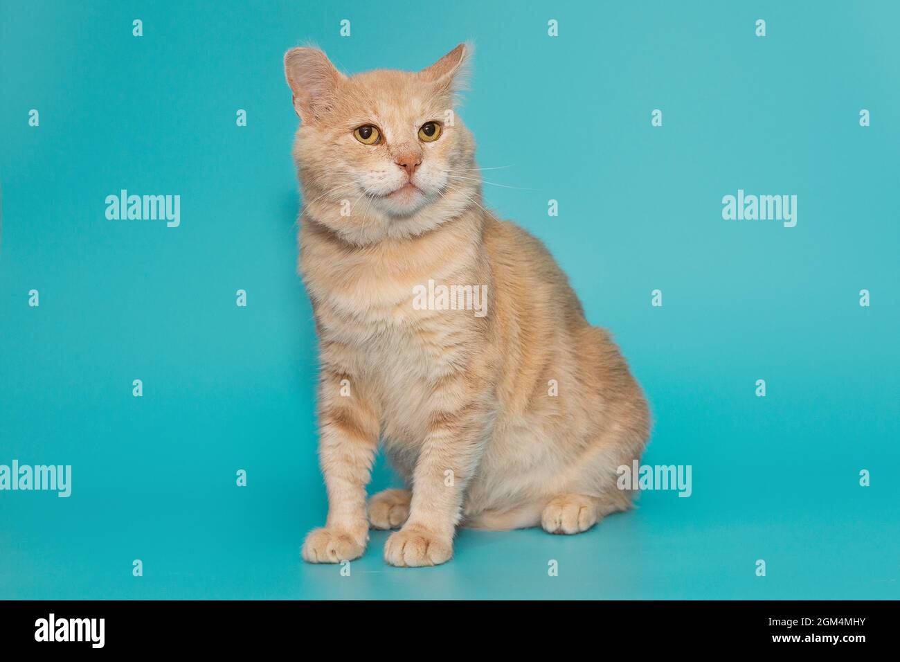 Funny serious sad cat hi-res stock photography and images - Alamy