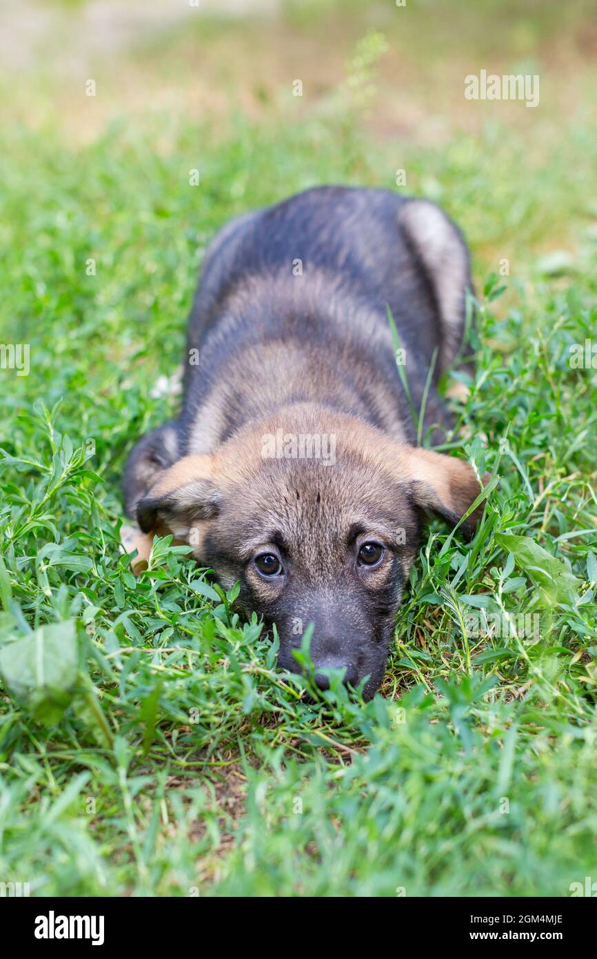 Small sad puppy is lying on the grass Stock Photo - Alamy