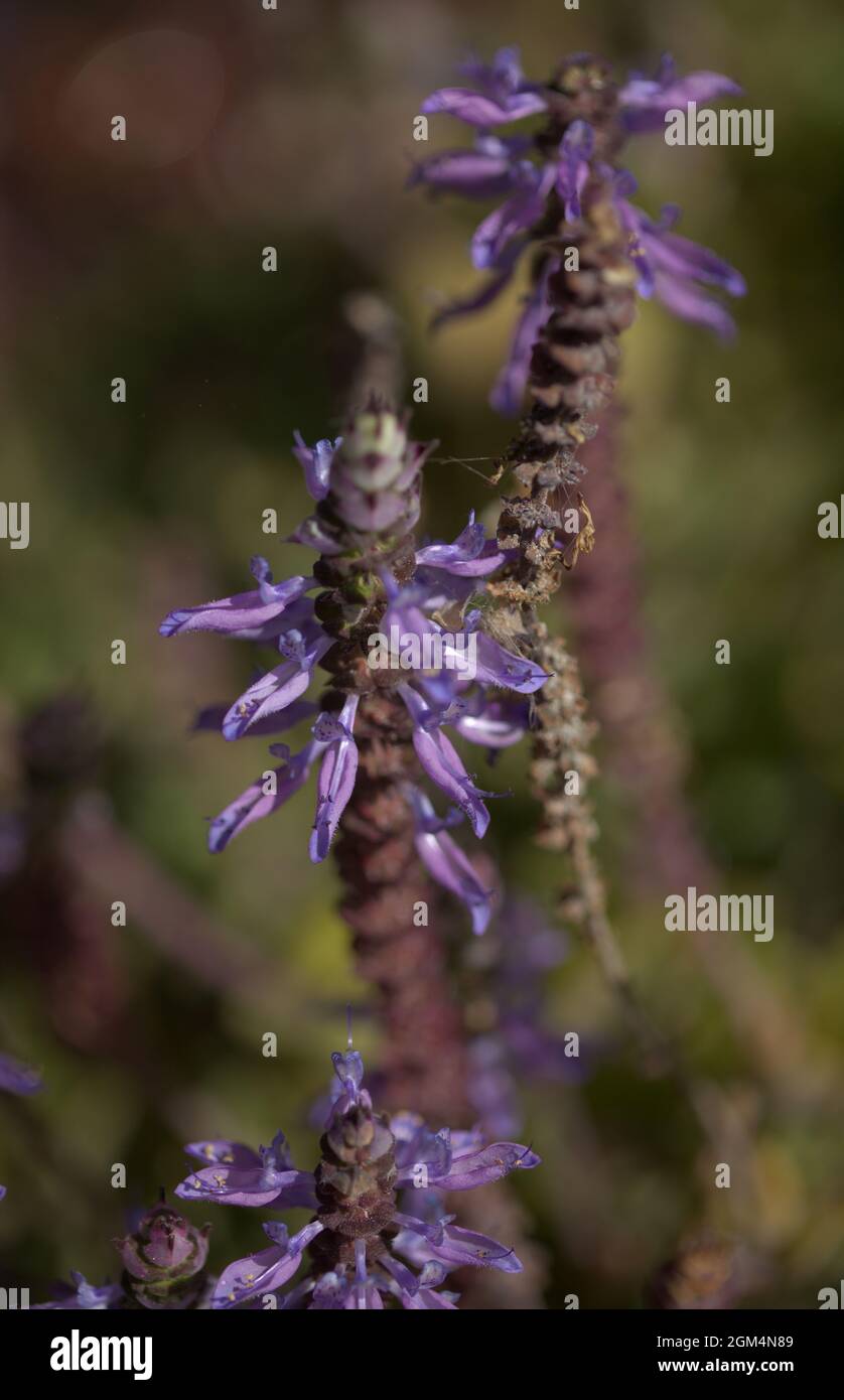 Blue flowers of Coleus comosus, scaredy cat plant, natural macro floral ...