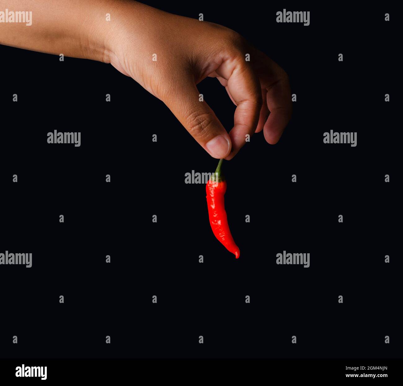 Man holding a Red Spicy Chili in Hand in a Black background. The ...