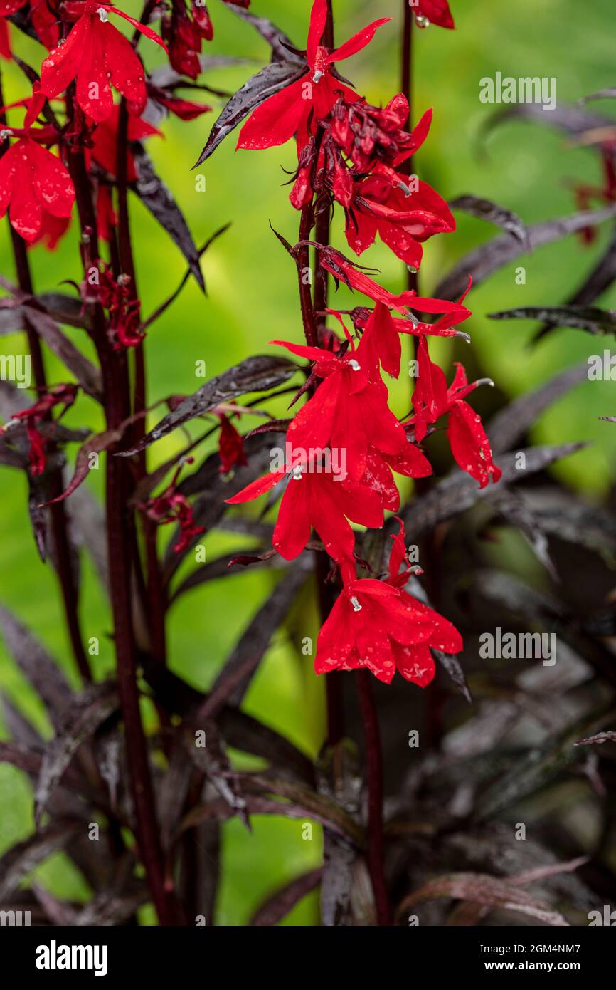 Super red lobelia 'Queen Victoria', Lobelia × milleri 'Queen Victoria ...