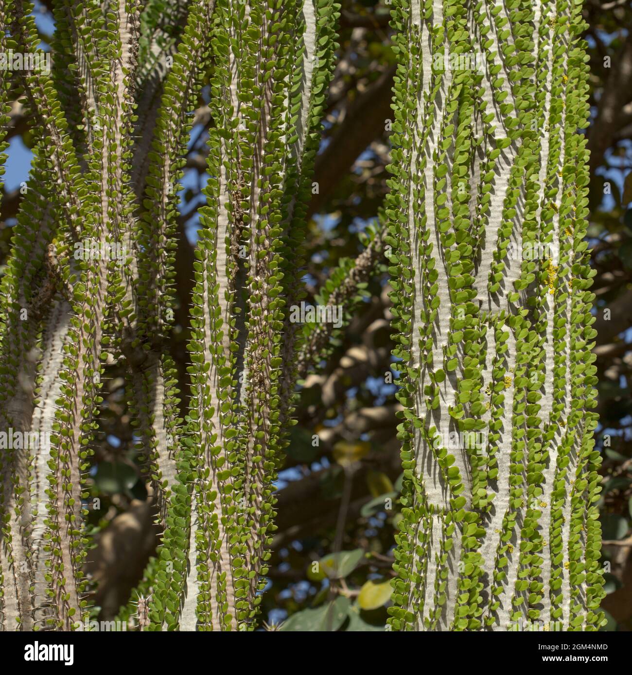 Spiny stems with small green leaves of Alluaudia ascendens, plant ...