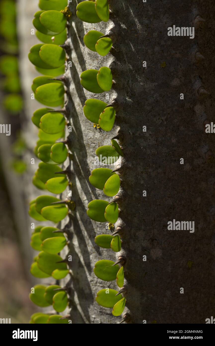 Spiny stems with small green leaves of Alluaudia ascendens, plant ...