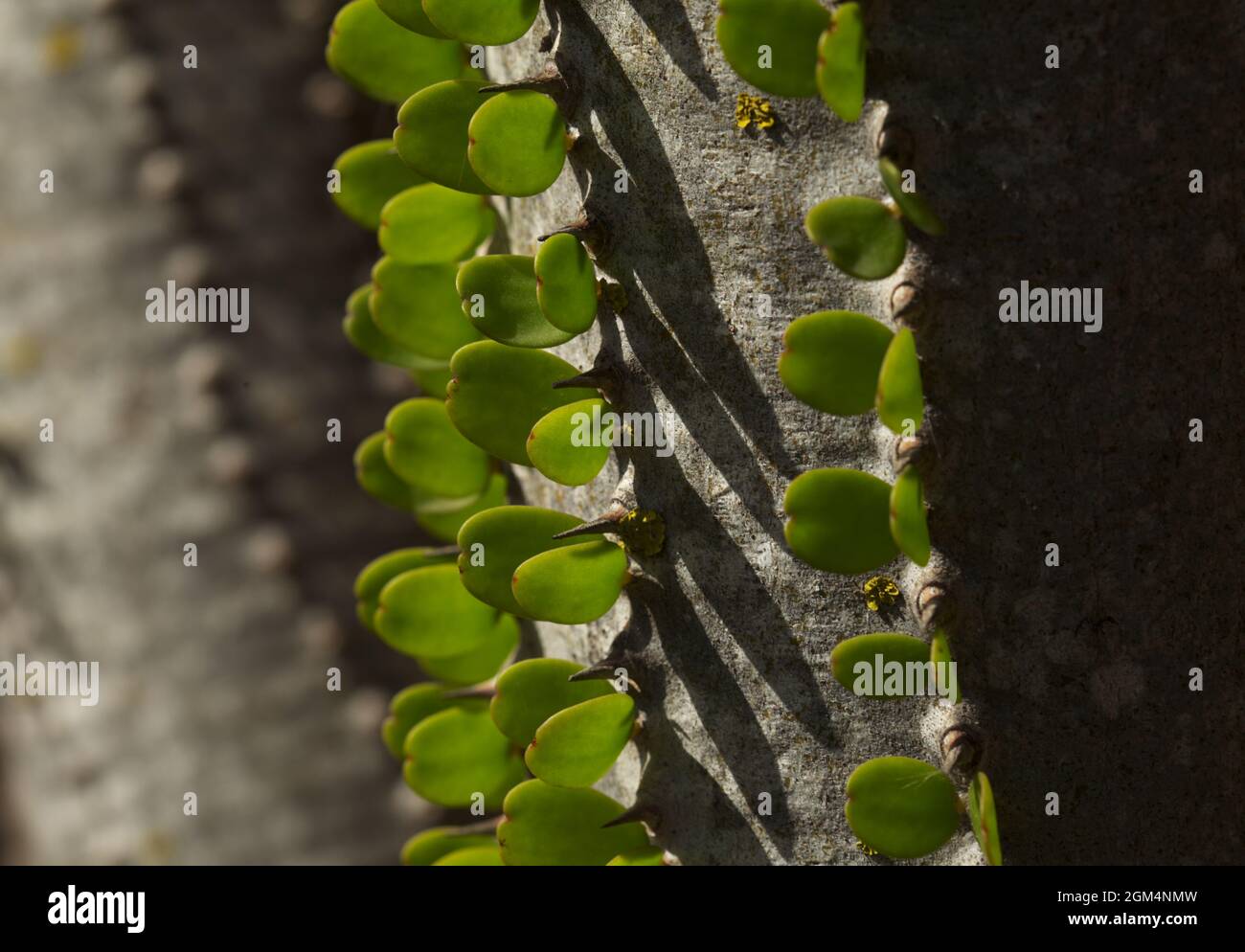 Spiny stems hi-res stock photography and images - Alamy