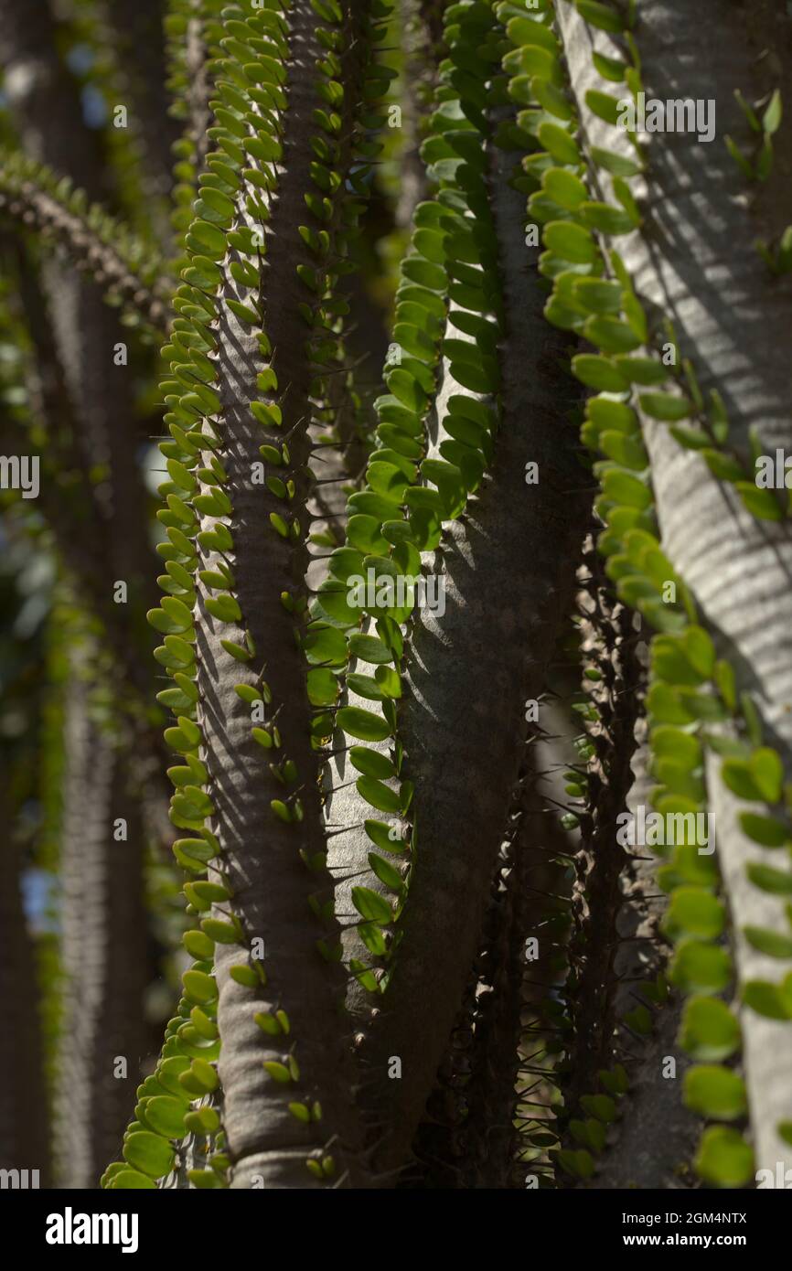 Spiny stems with small green leaves of Alluaudia ascendens, plant ...