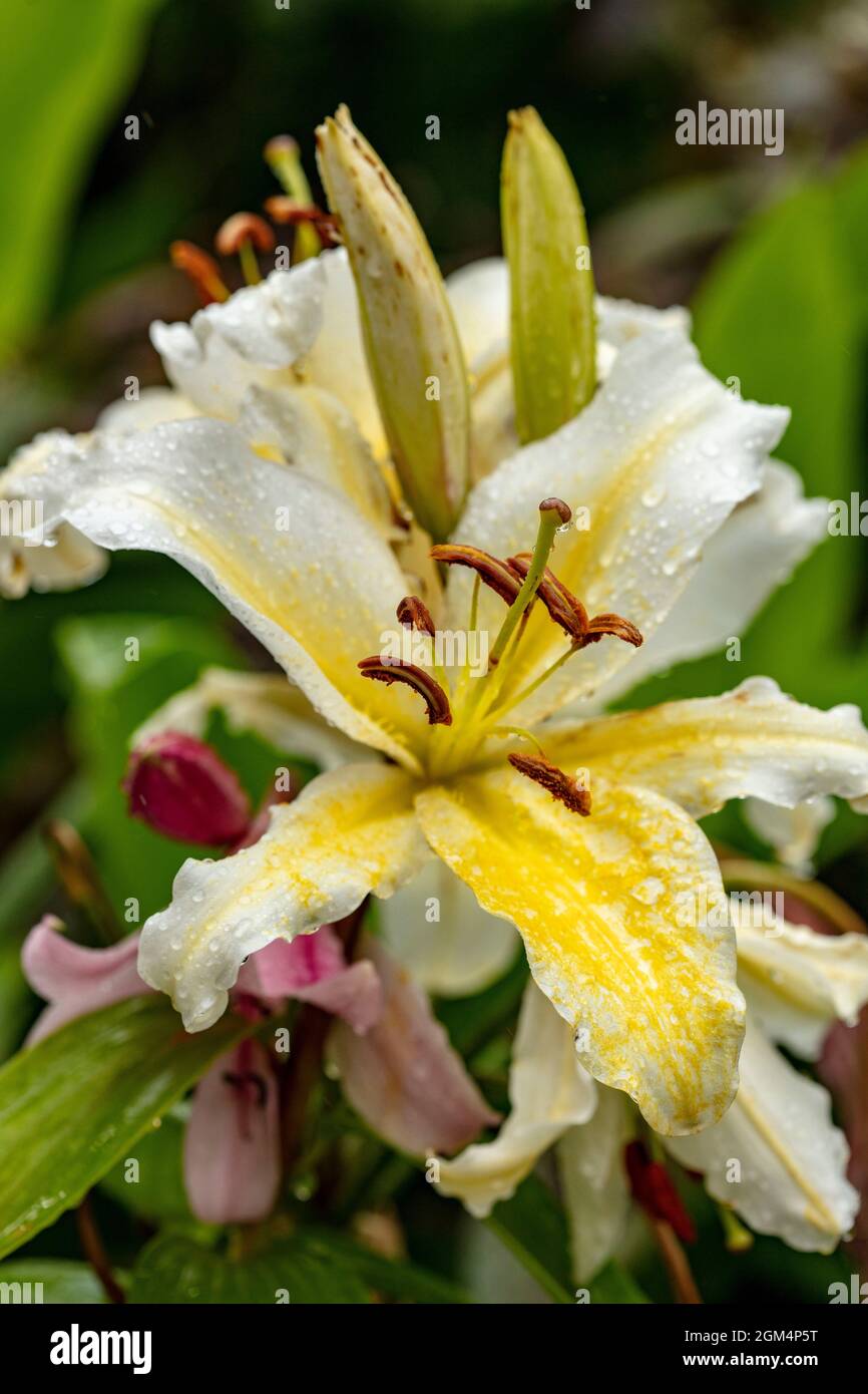 Interesting Lilium ‘Nymph’, Lily 'Nymph', Orienpet lily 'Nymph ...