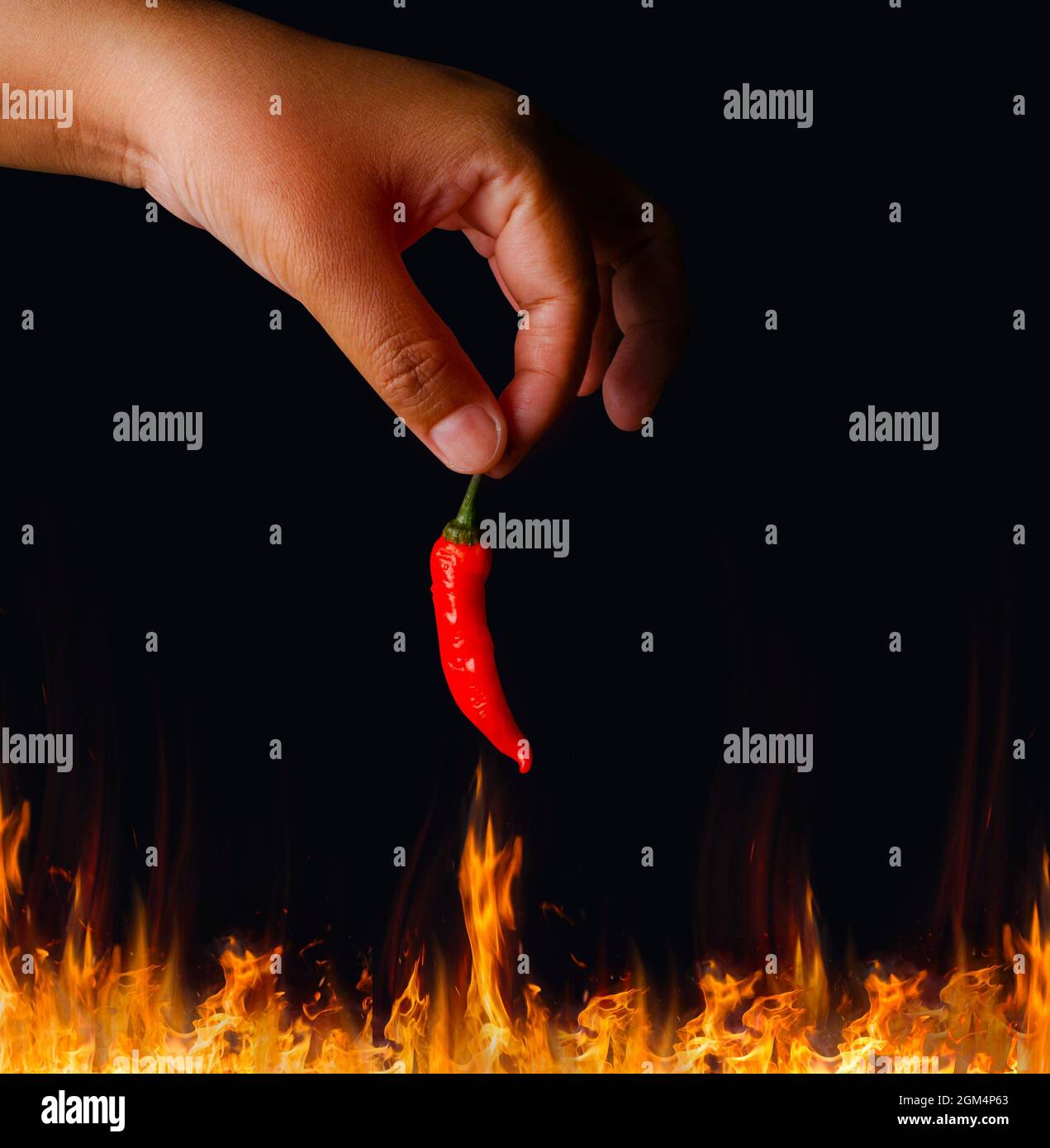 Man holding a Red Spicy Chili in Hand in a Black Flame background. The ...