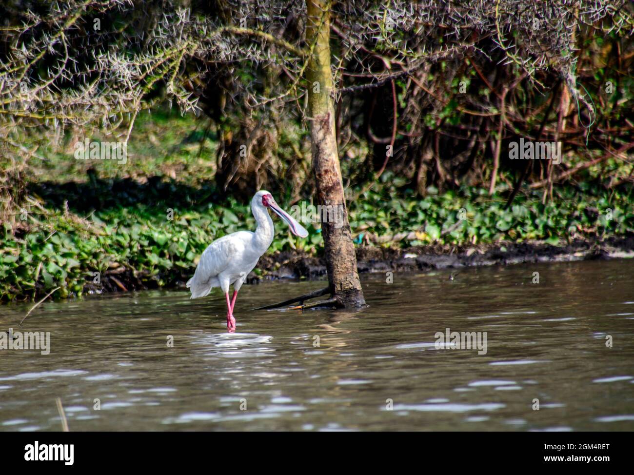 African spoonbill kenya hi-res stock photography and images - Alamy