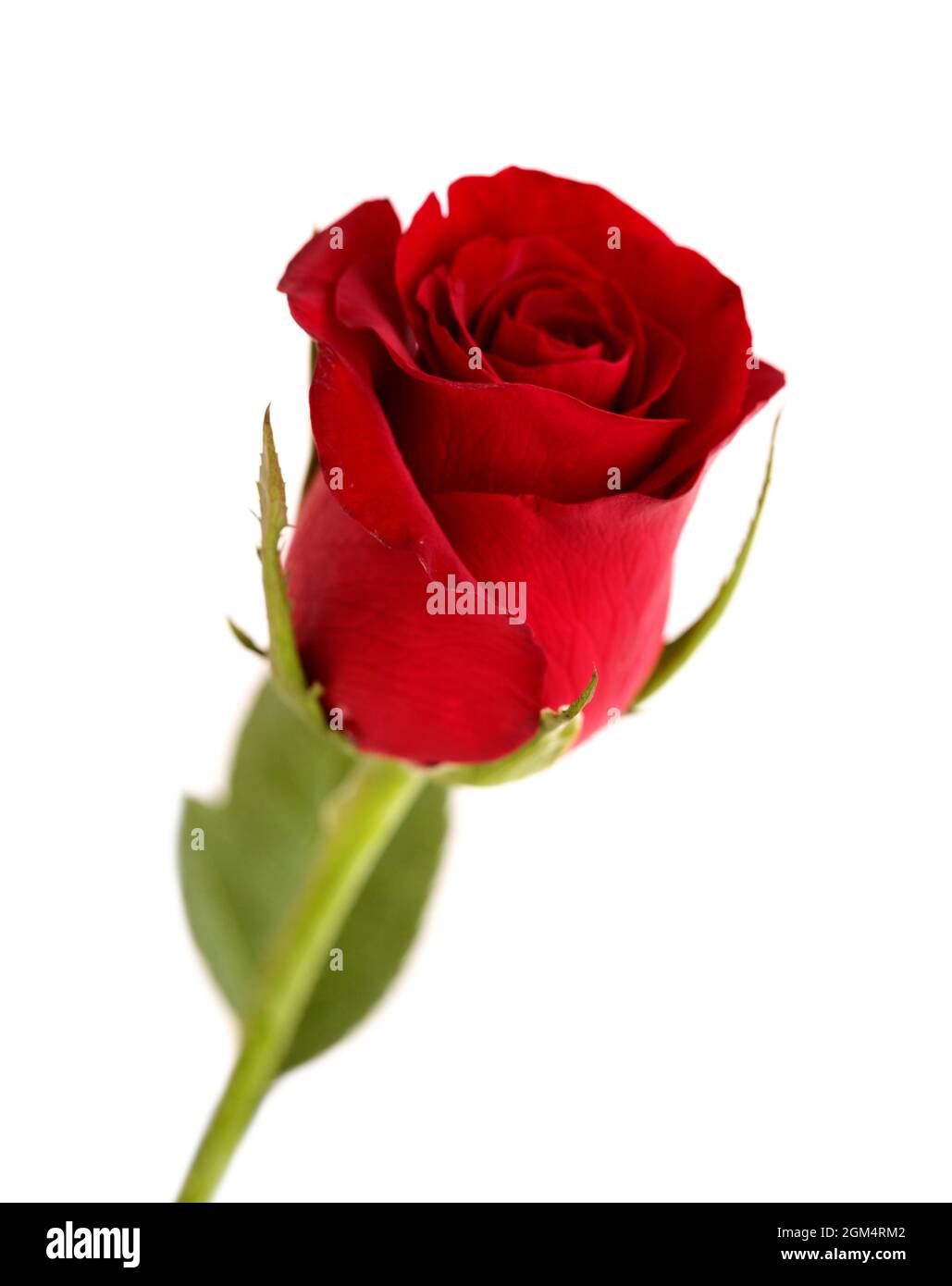 Beautiful dark red rose isolated on white background Stock Photo - Alamy