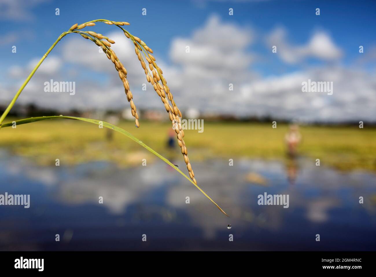 Water Filled Rice Paddy High Resolution Stock Photography and Images ...