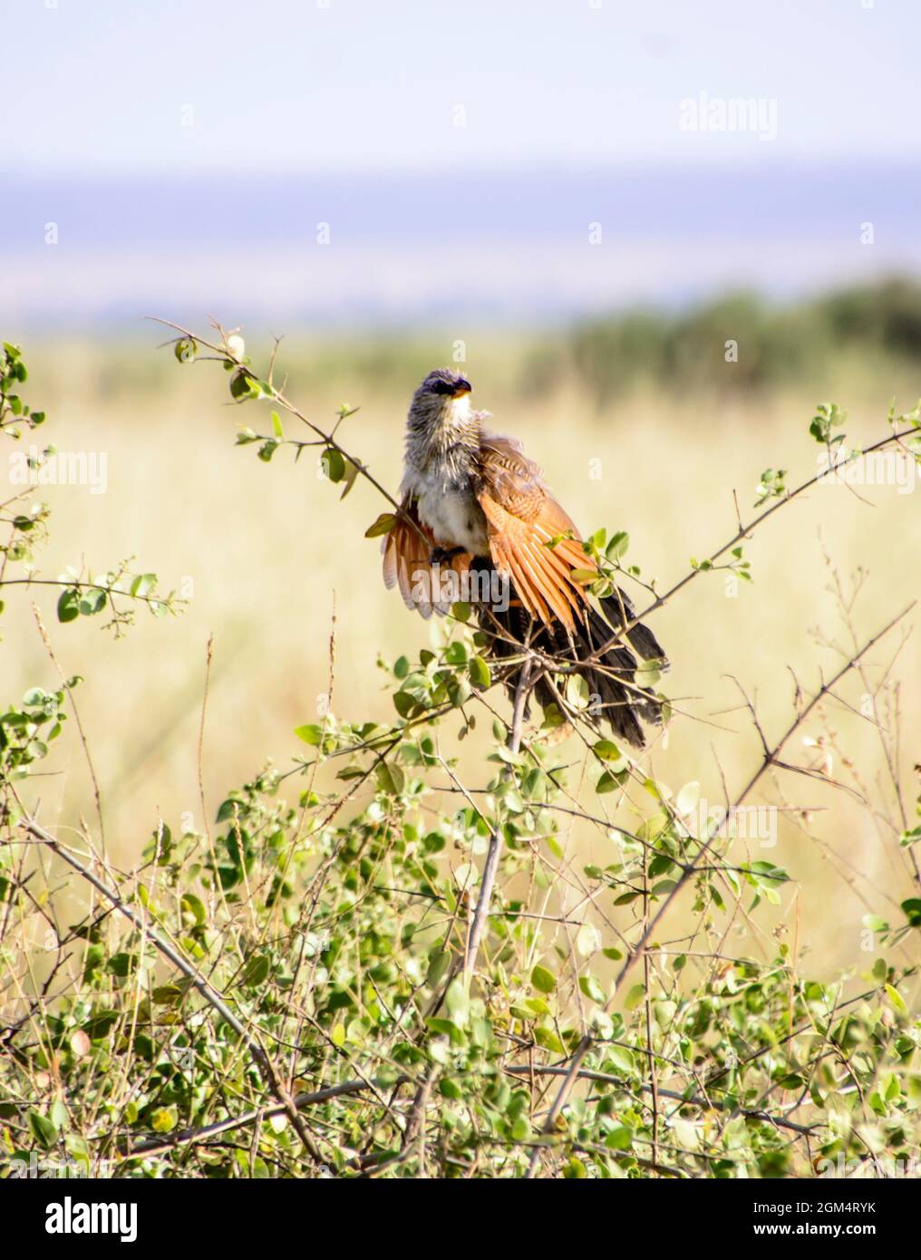 Bird in bush Kenya Africa Stock Photo - Alamy