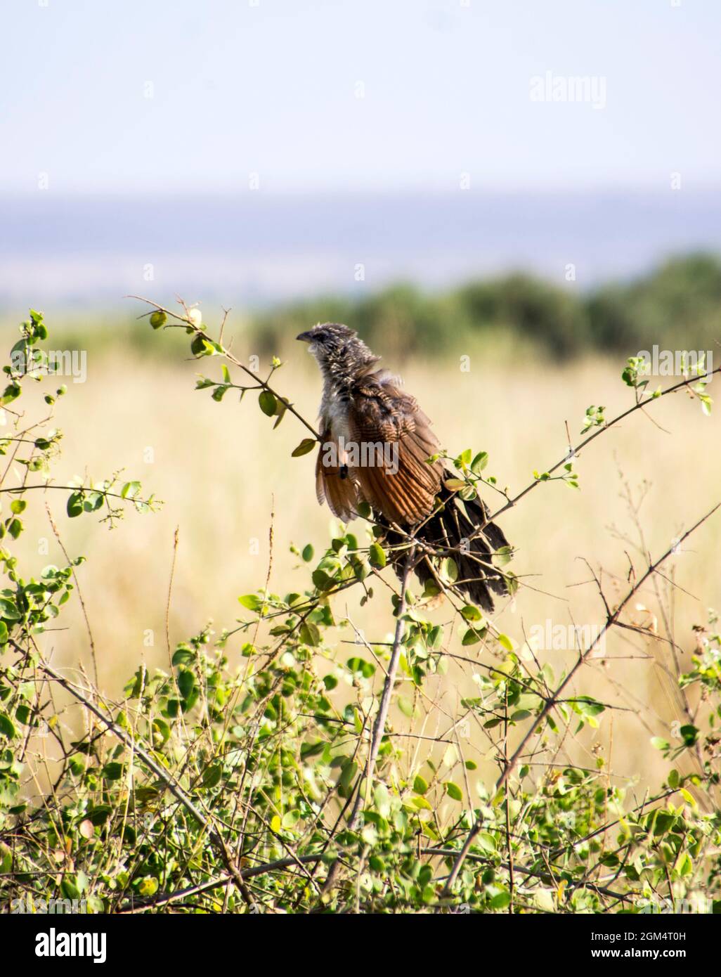 Bird in bush Kenya Africa Stock Photo - Alamy