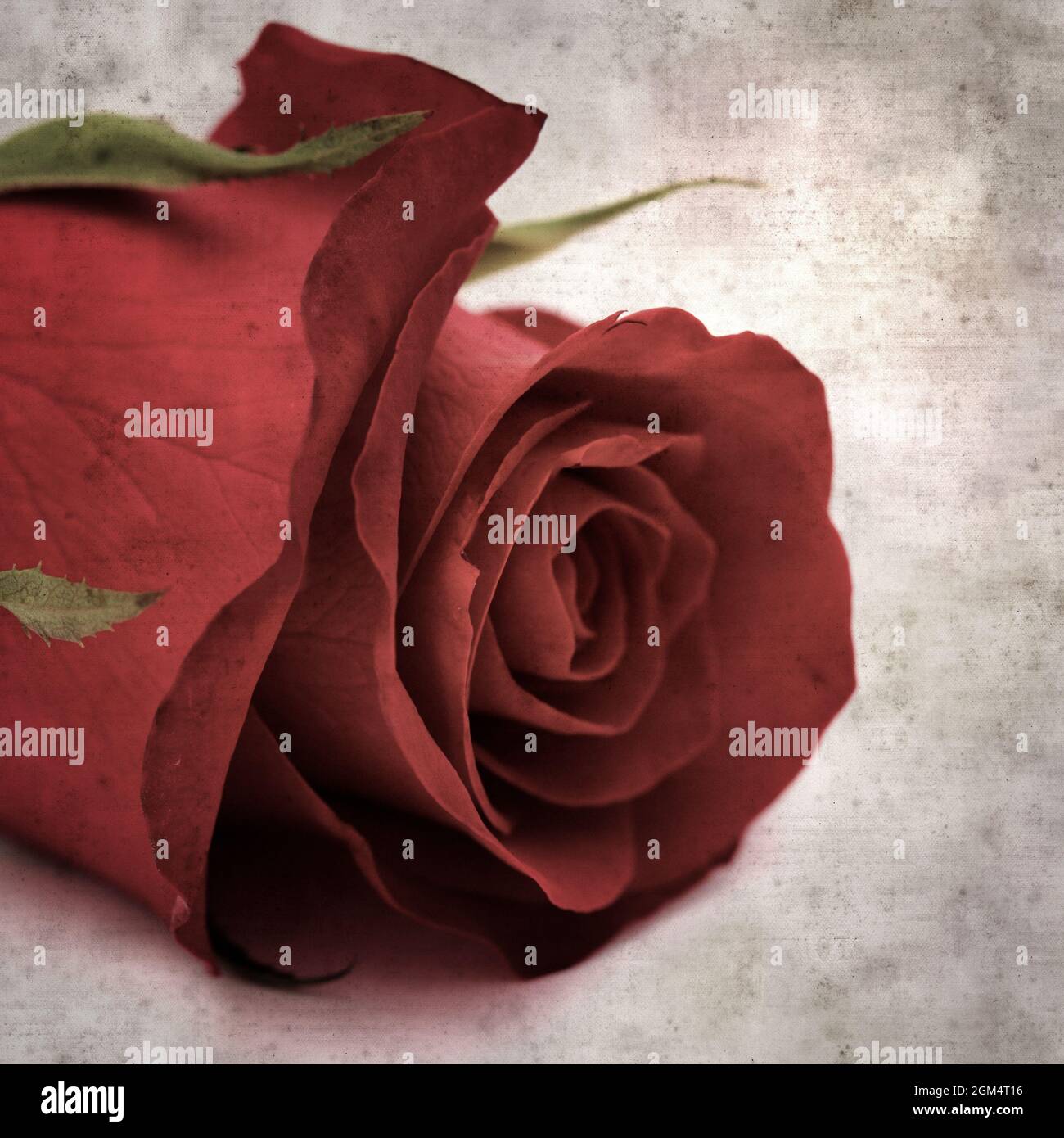 square stylish old textured paper background with dark red rose Stock ...