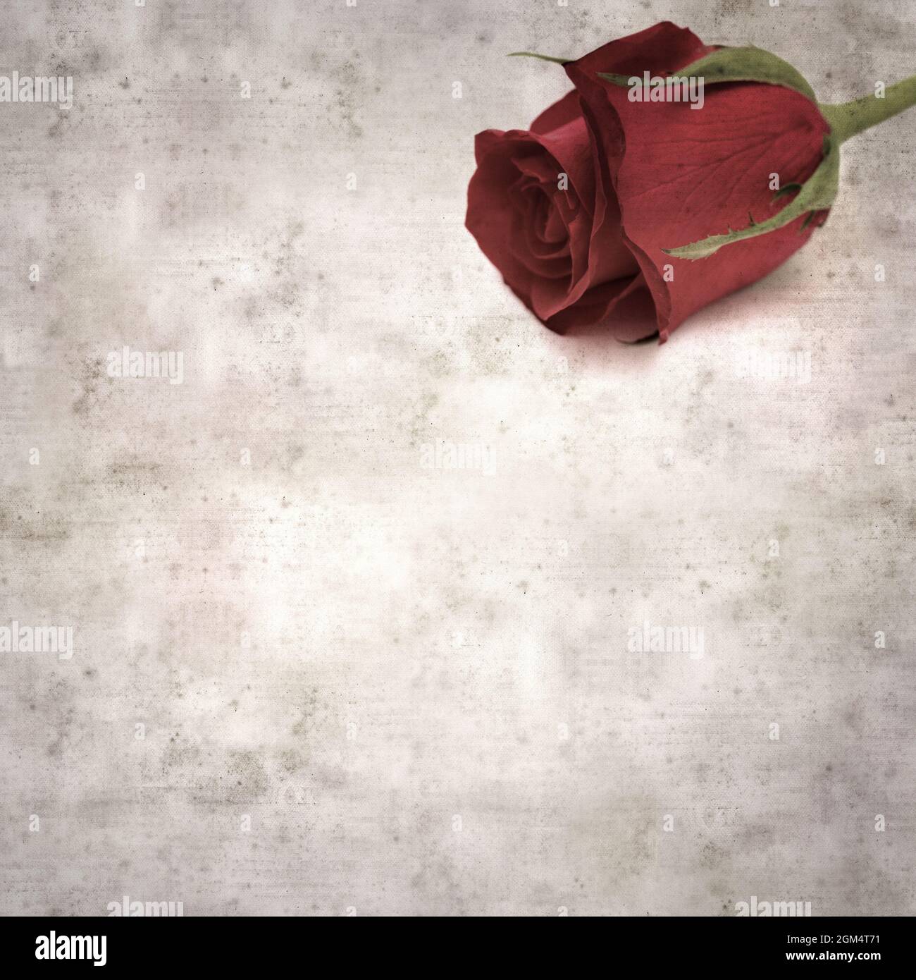 square stylish old textured paper background with dark red rose Stock ...