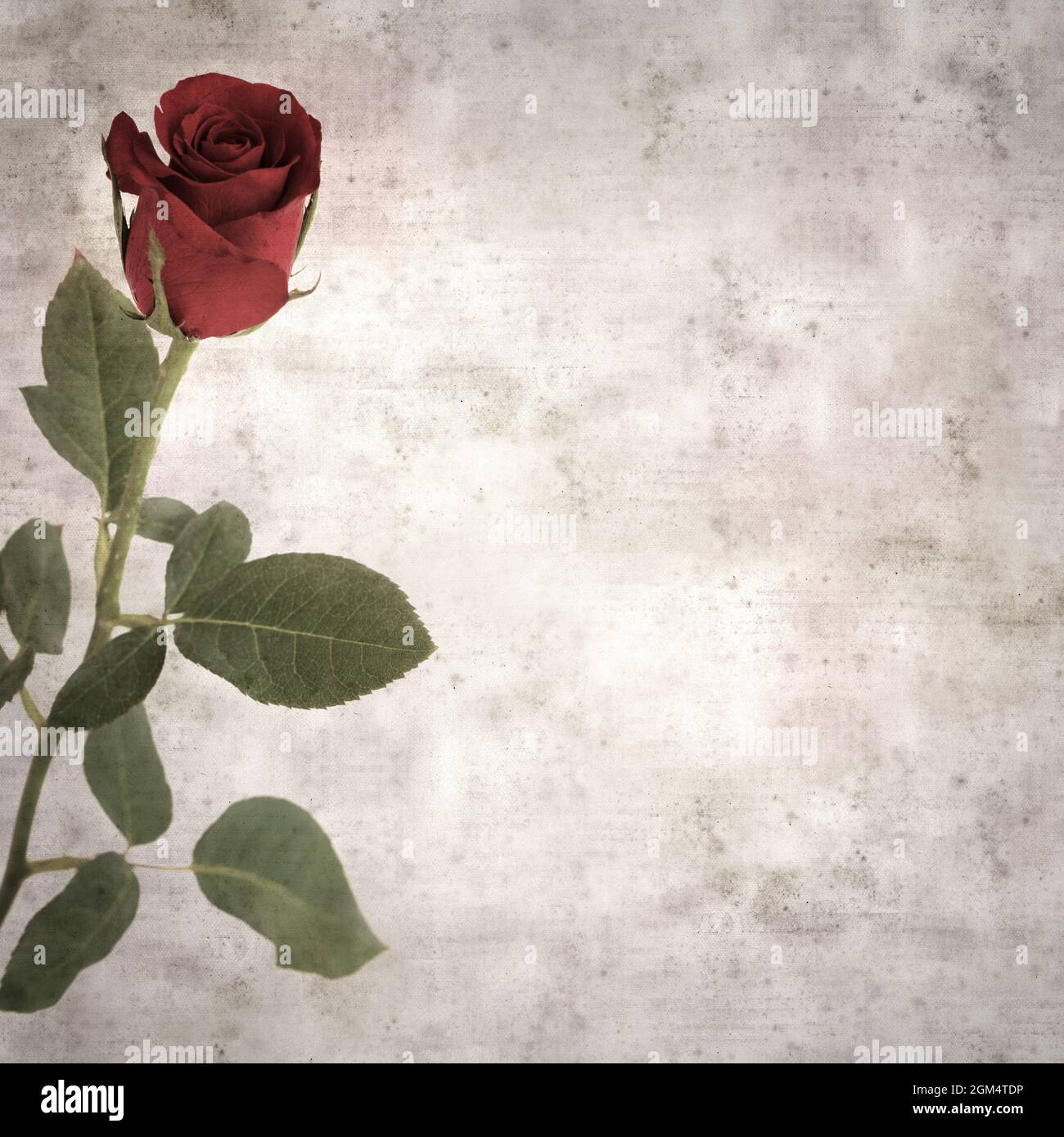 square stylish old textured paper background with dark red rose Stock ...