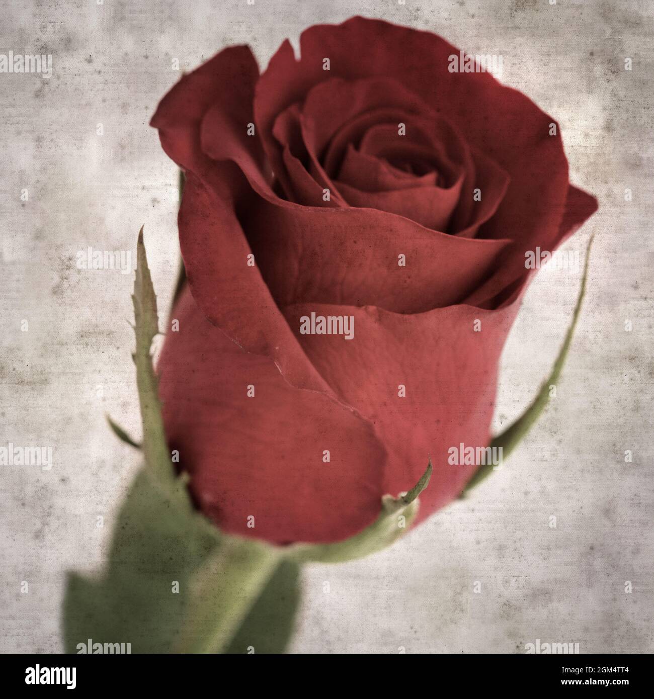 square stylish old textured paper background with dark red rose Stock ...