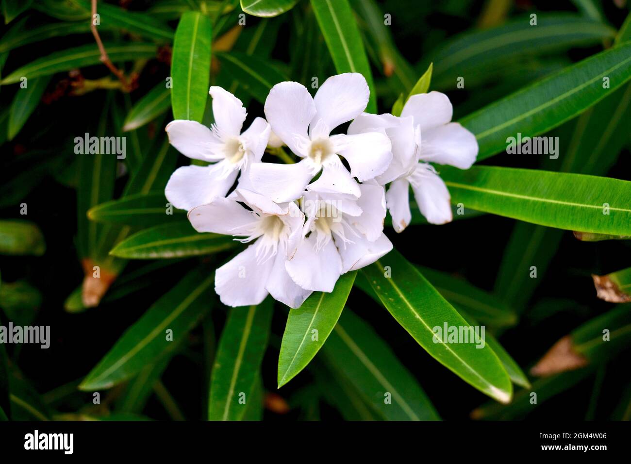 Closeup shot of blooming Nerium oleander flowers Stock Photo - Alamy