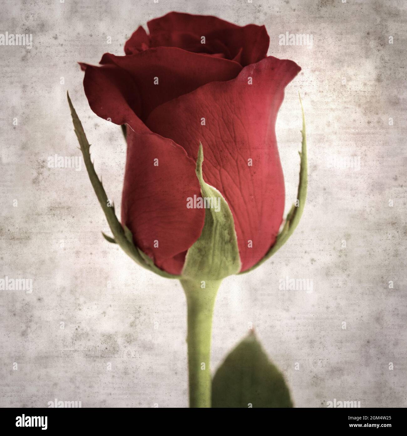 square stylish old textured paper background with dark red rose Stock ...
