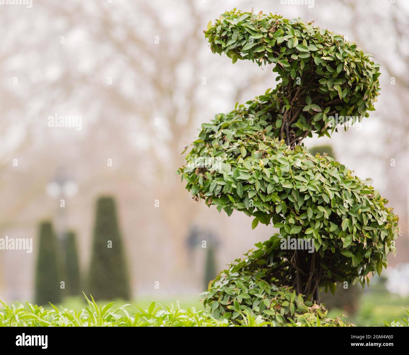 London landscaping S shaped bush with blurred trees in the background ...