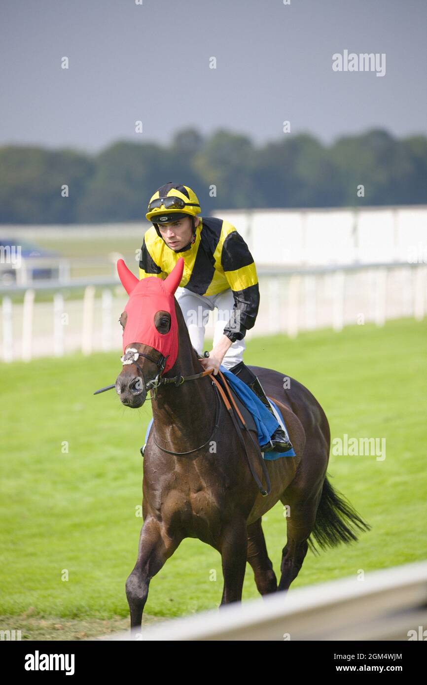 Jockey Callum Shepherd riding Desert Gulf towards the starting gates at ...