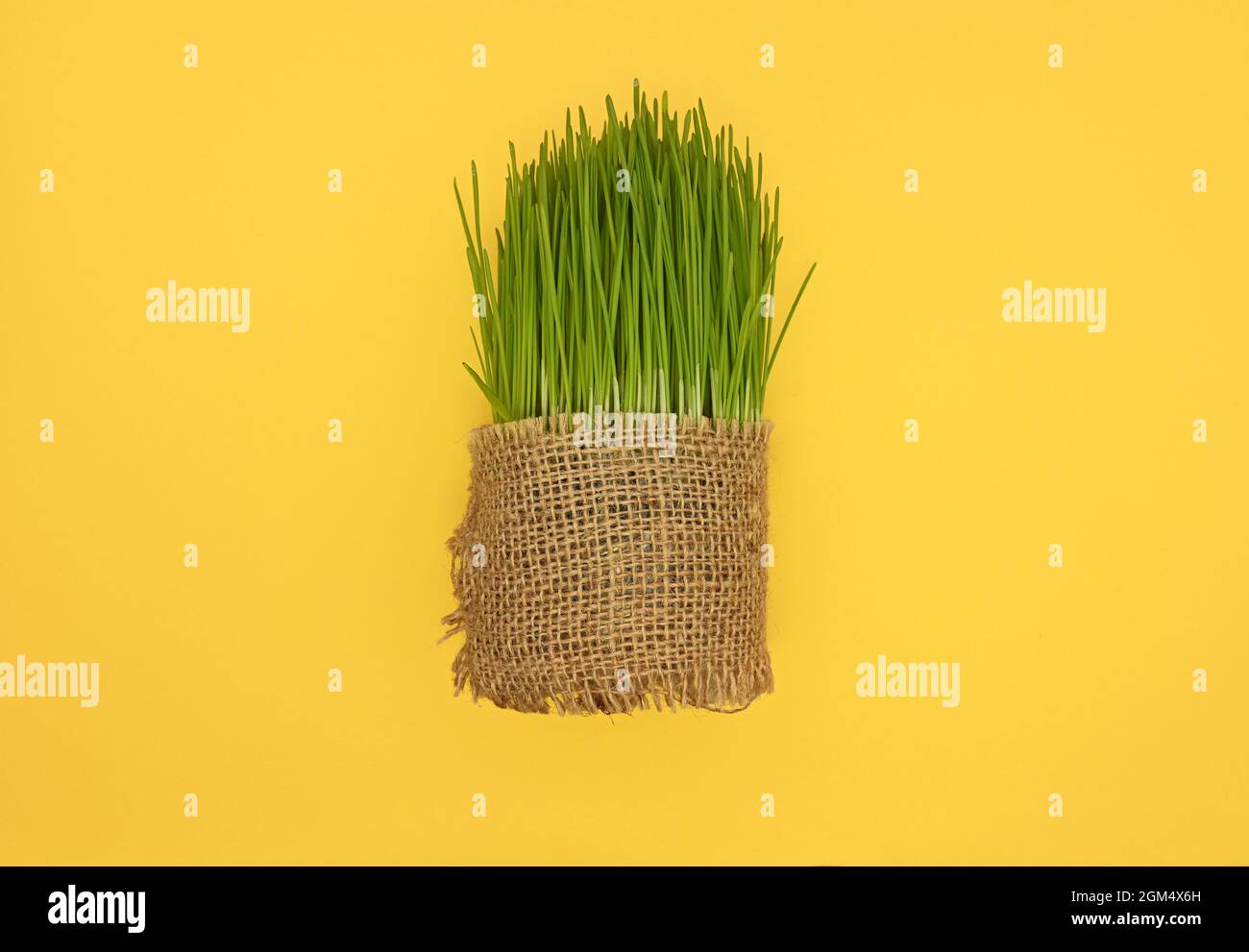 Wheat stems hi-res stock photography and images - Alamy