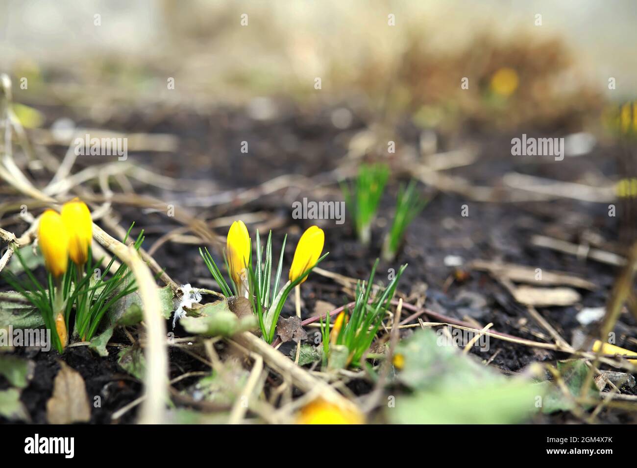 White and yellow crocuses in the country in spring. Bright spring ...