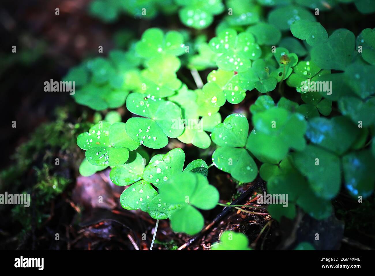 Background from plant clover four leaf. Irish traditional symbol. St ...